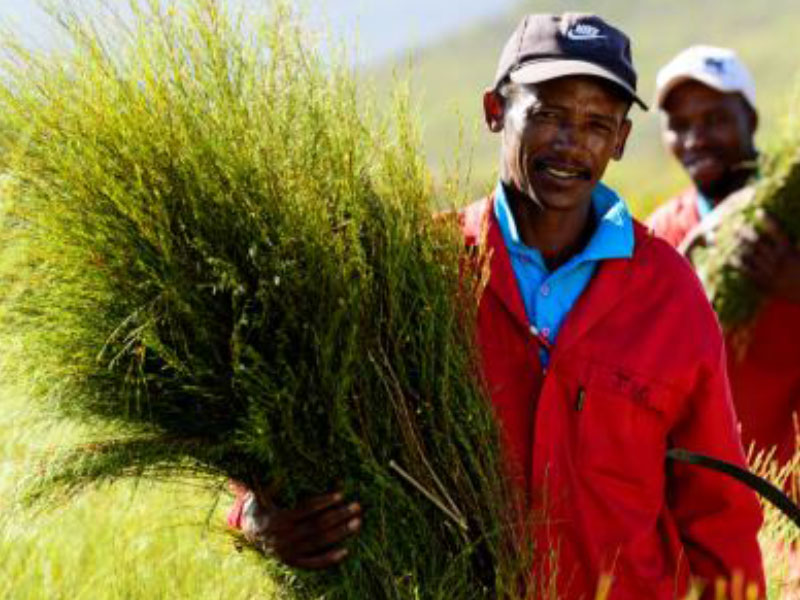 Khoisan Gourmet :: News Listing